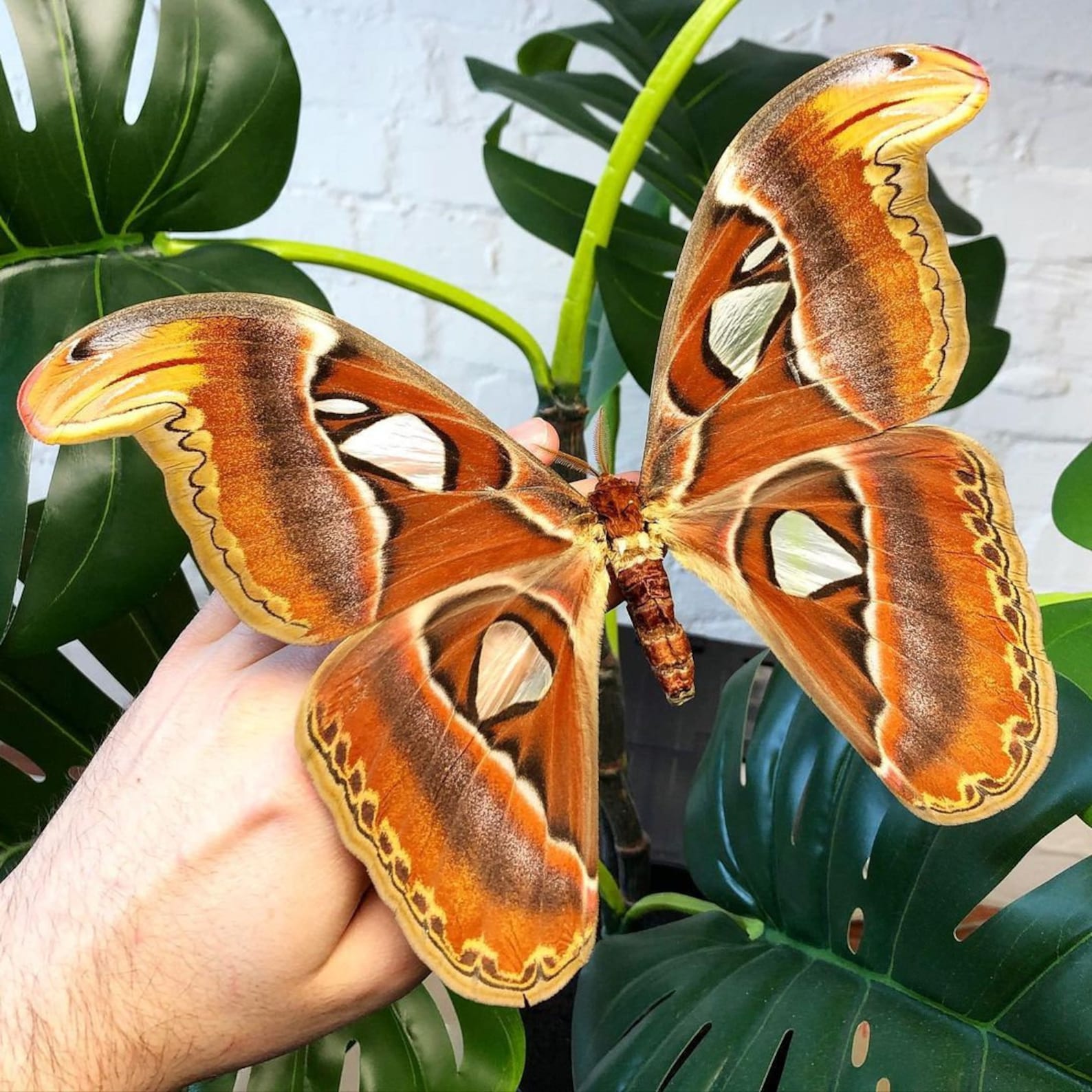 Framed Atlas Moth Atlas Moth Taxidermy Moth in Frame | Etsy