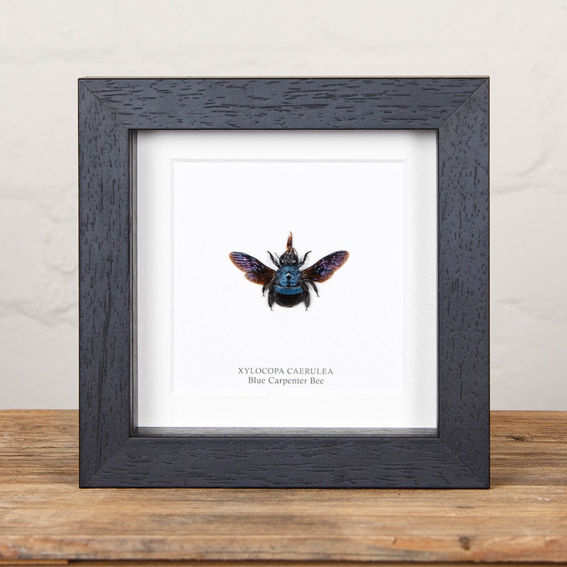 The Blue Carpenter Bee in Box Frame Xylocopa caerulea Real | Etsy