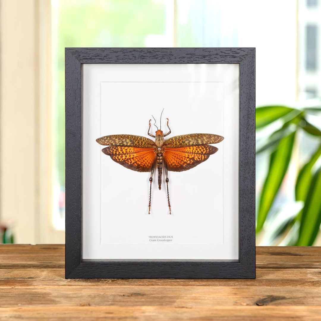 Giant Grasshopper Box Frame tropidacris Dux Real Insect - Etsy