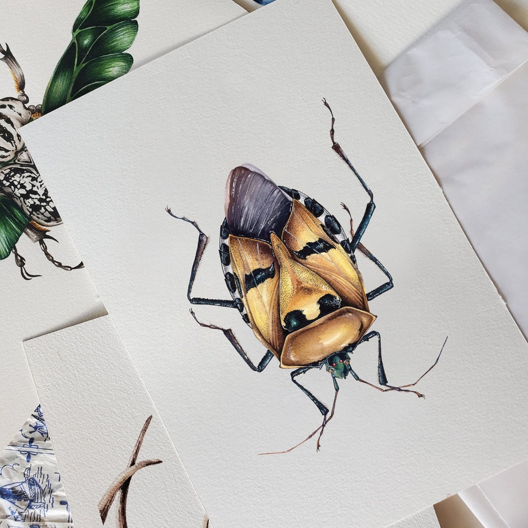 Man-faced Stink Bug (catacanthus Incarnatus) Watercolour Giclée Print ...