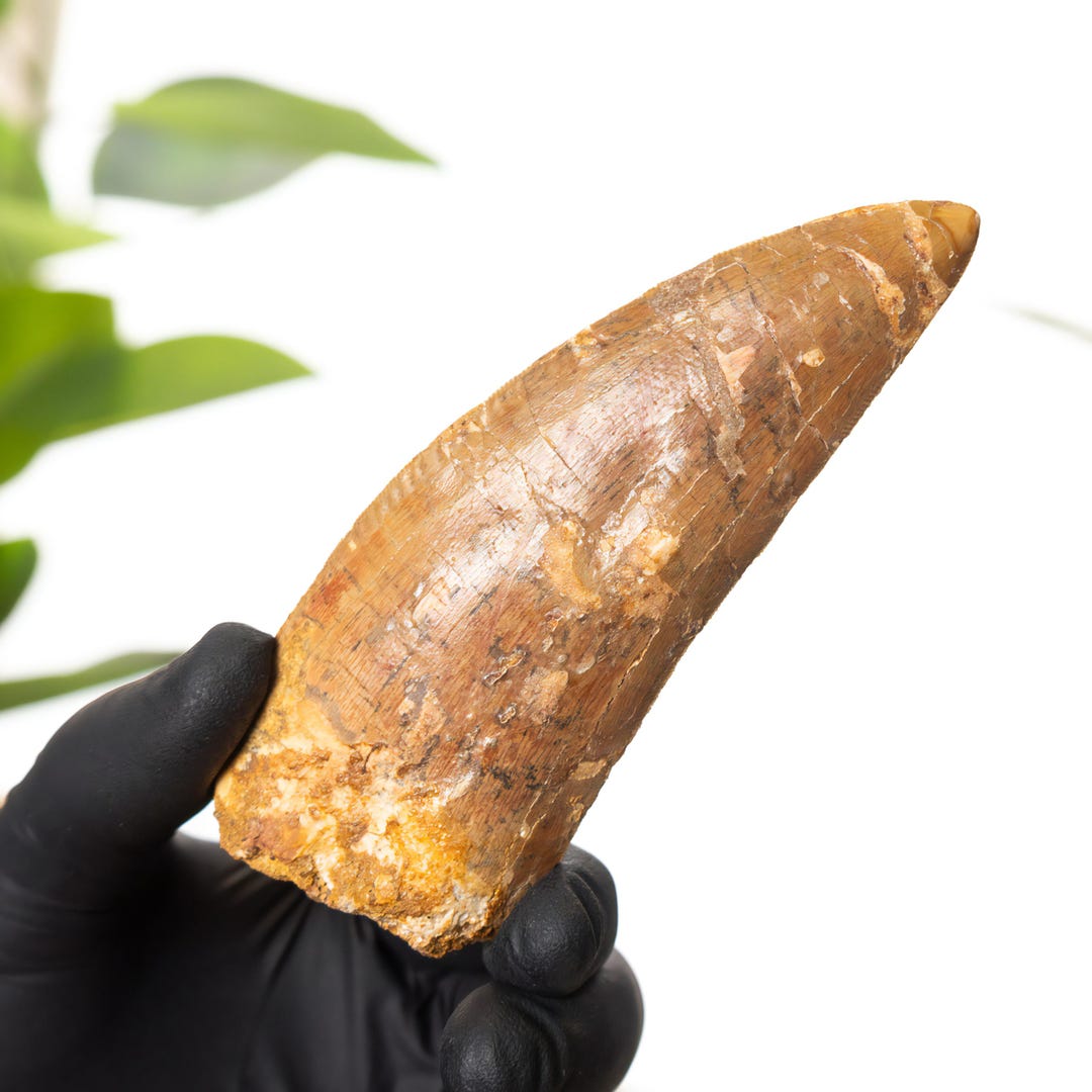 4.51 Inch "african T. Rex Type" Dinosaur Tooth Fossil ...