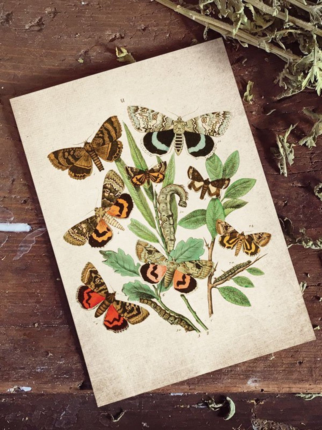 Butterfly Print, Antique Moth Print, Antique Moth Art Print, Vintage ...