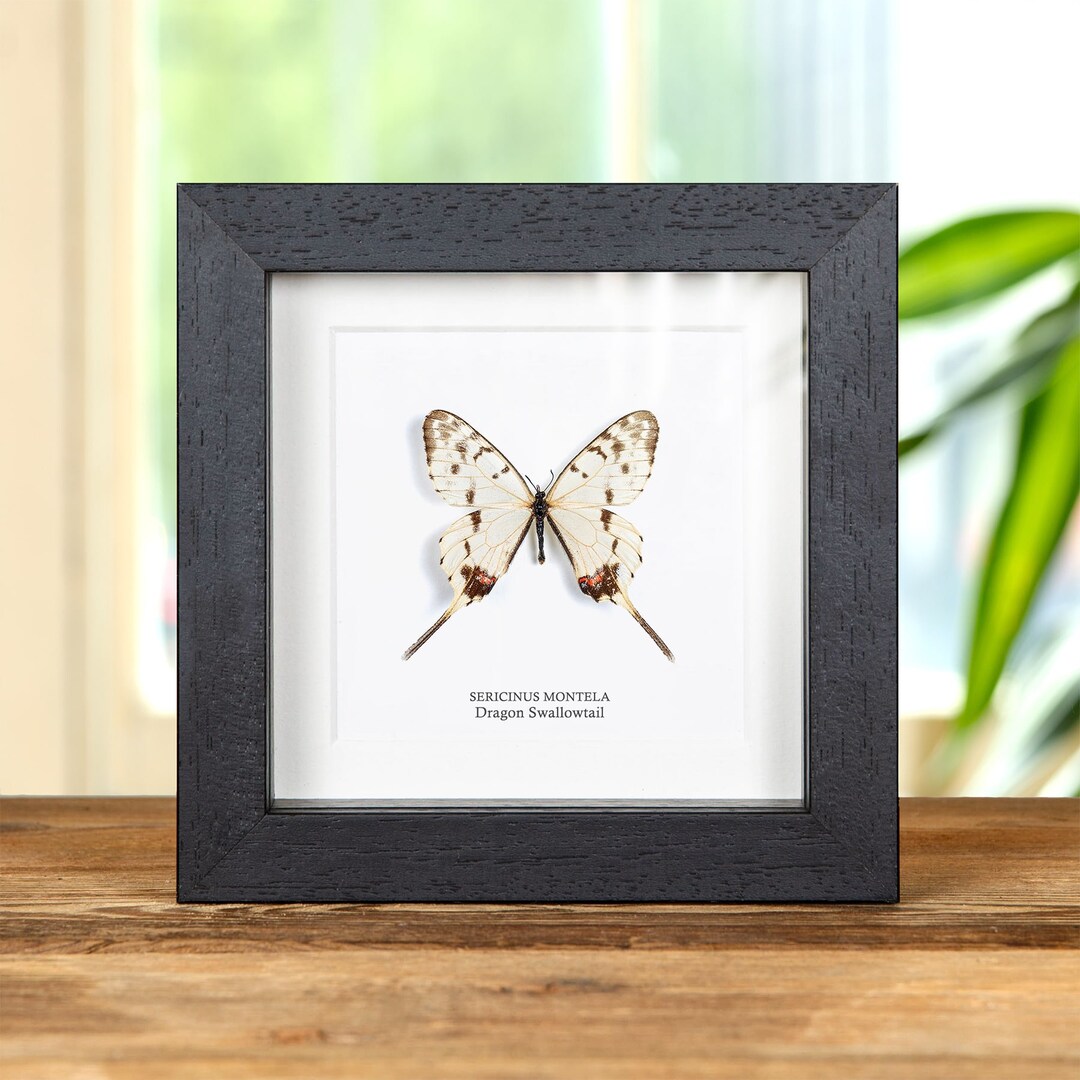 Dragon Swallowtail Butterfly in Box Frame sericinus Montela - Etsy