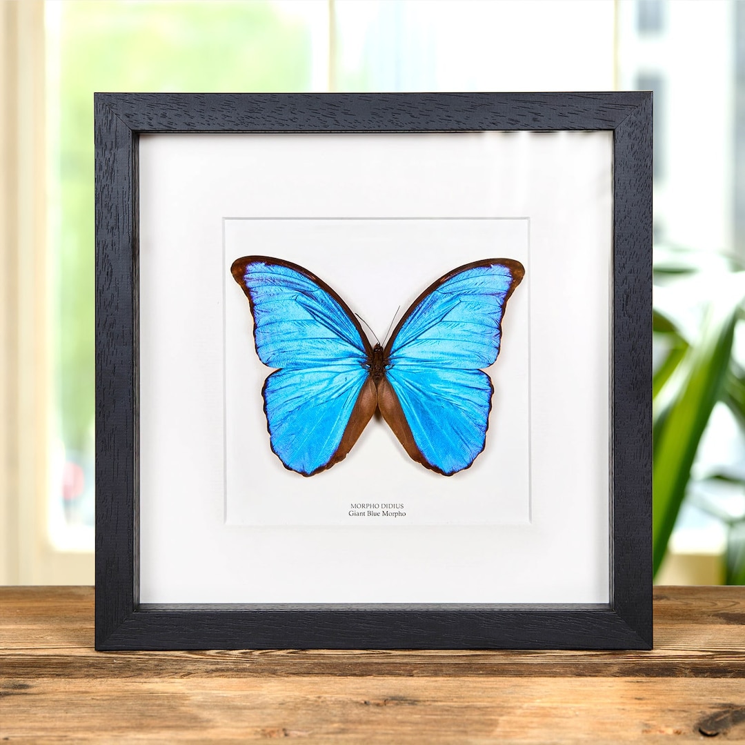Blue Morpho Butterfly in 10 X 10 Box Frame (morpho Didius) - Etsy