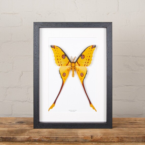 Comet Moth Frame Moth Taxidermy Moth in Frame Butterfly | Etsy