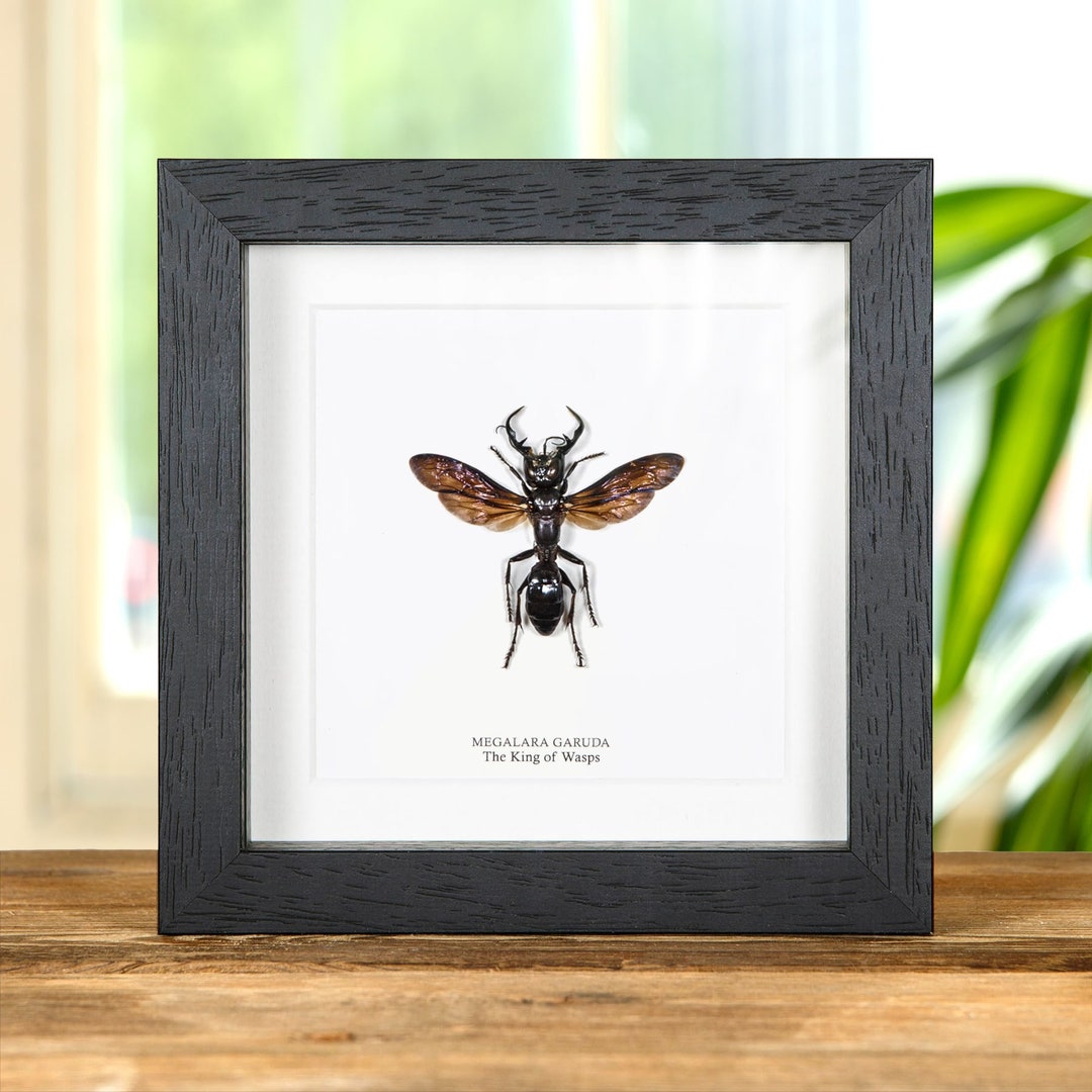 The King of Wasps in Box Frame megalara Garuda - Etsy