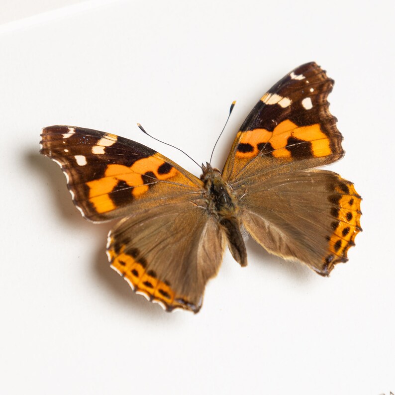 Indian Red Admiral Butterfly in Box Frame (vanessa Indica Indica) - Etsy