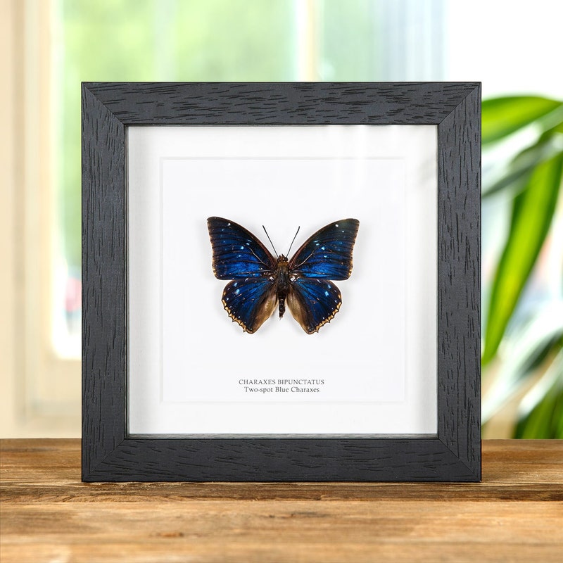 Charaxes - Etsy