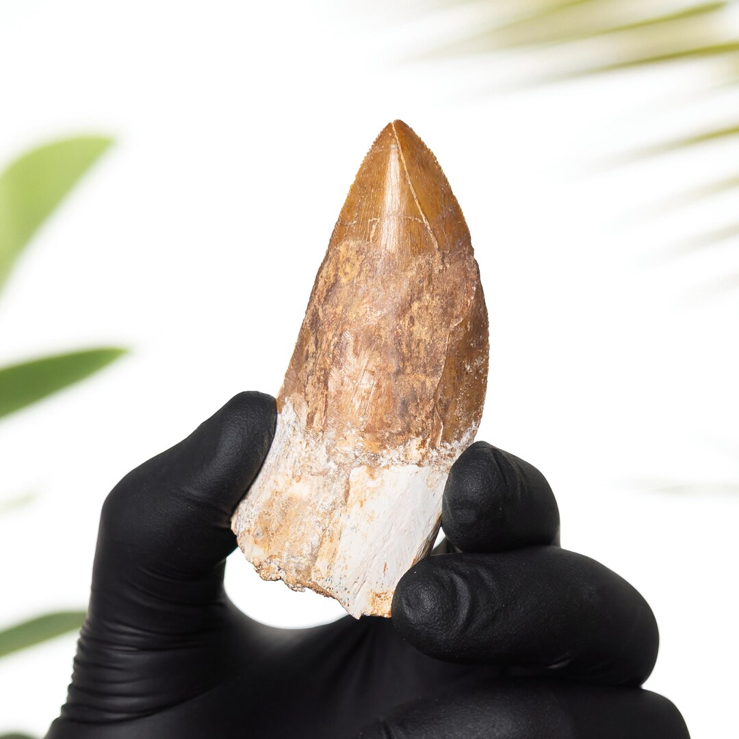 2.79 Inch "african T. Rex Type" Dinosaur Tooth Fossil ...