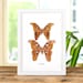 Filipino Atlas Moth Male & Female Pair in Box Frame (attacus Lemairei ...