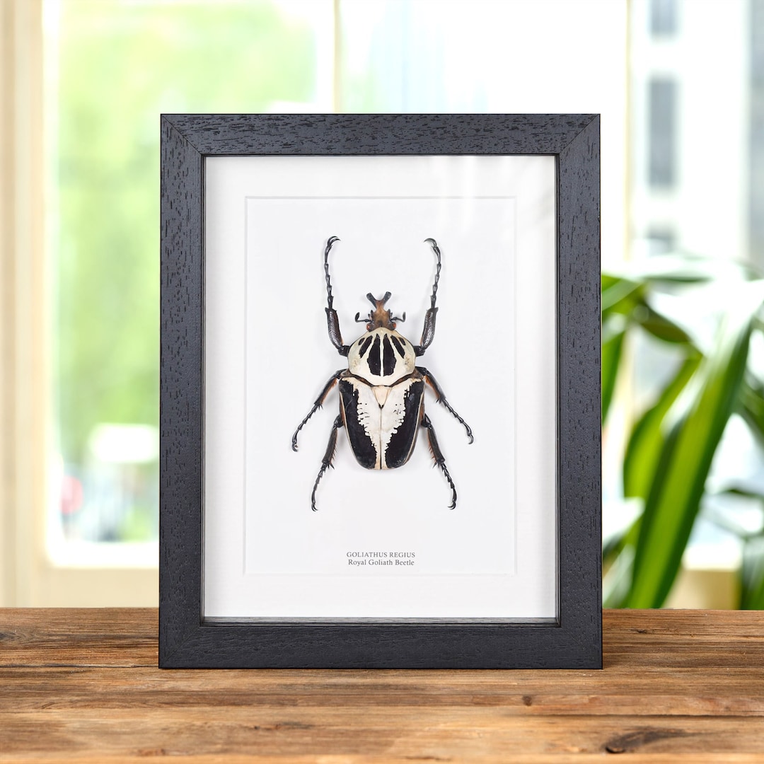 Royal Goliath Beetle in Box Frame goliathus Regius - Etsy
