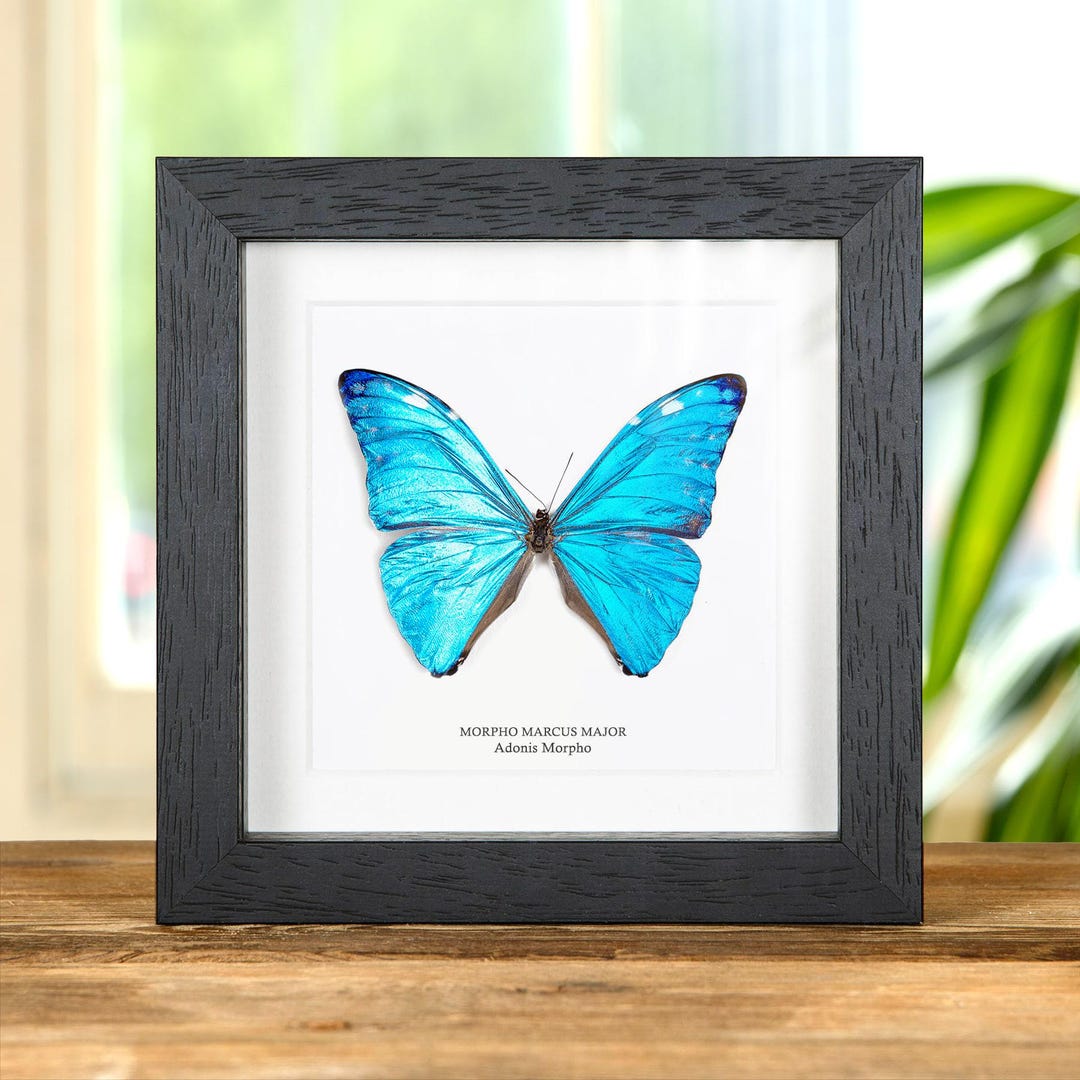 Adonis Morpho Framed Blue Butterfly (morpho Marcus Major) - Etsy