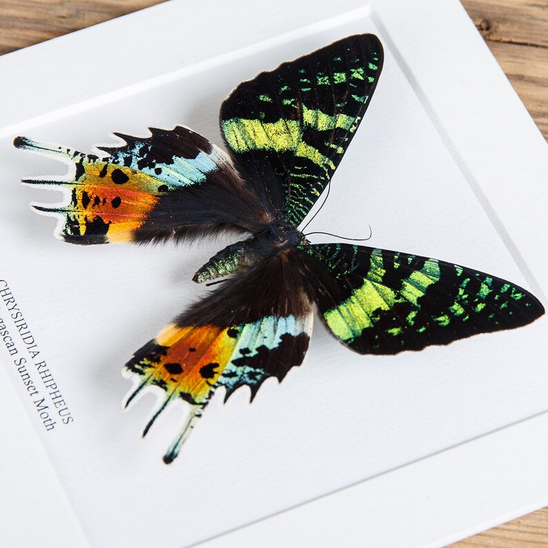 Madagascan Sunset Moth in Box Frame Chrysiridia rhipheus | Etsy
