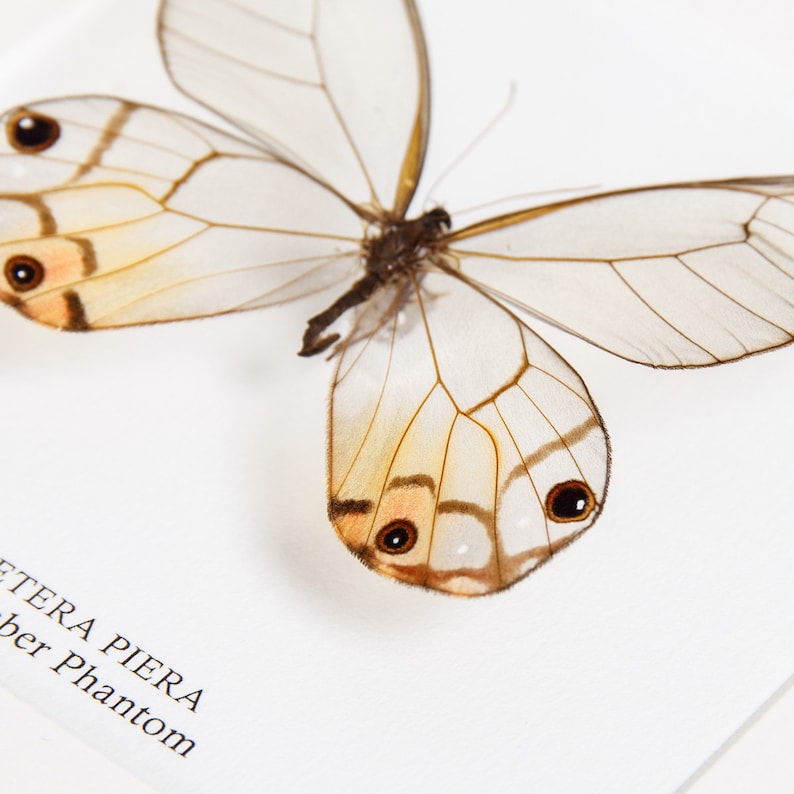 The Amber Phantom Butterfly in Box Frame Haetera piera | Etsy