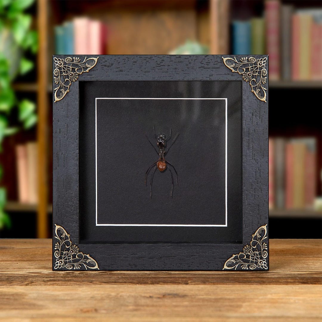Giant Forest Ant in Baroque Style Frame (camponotus Gigas) - Etsy