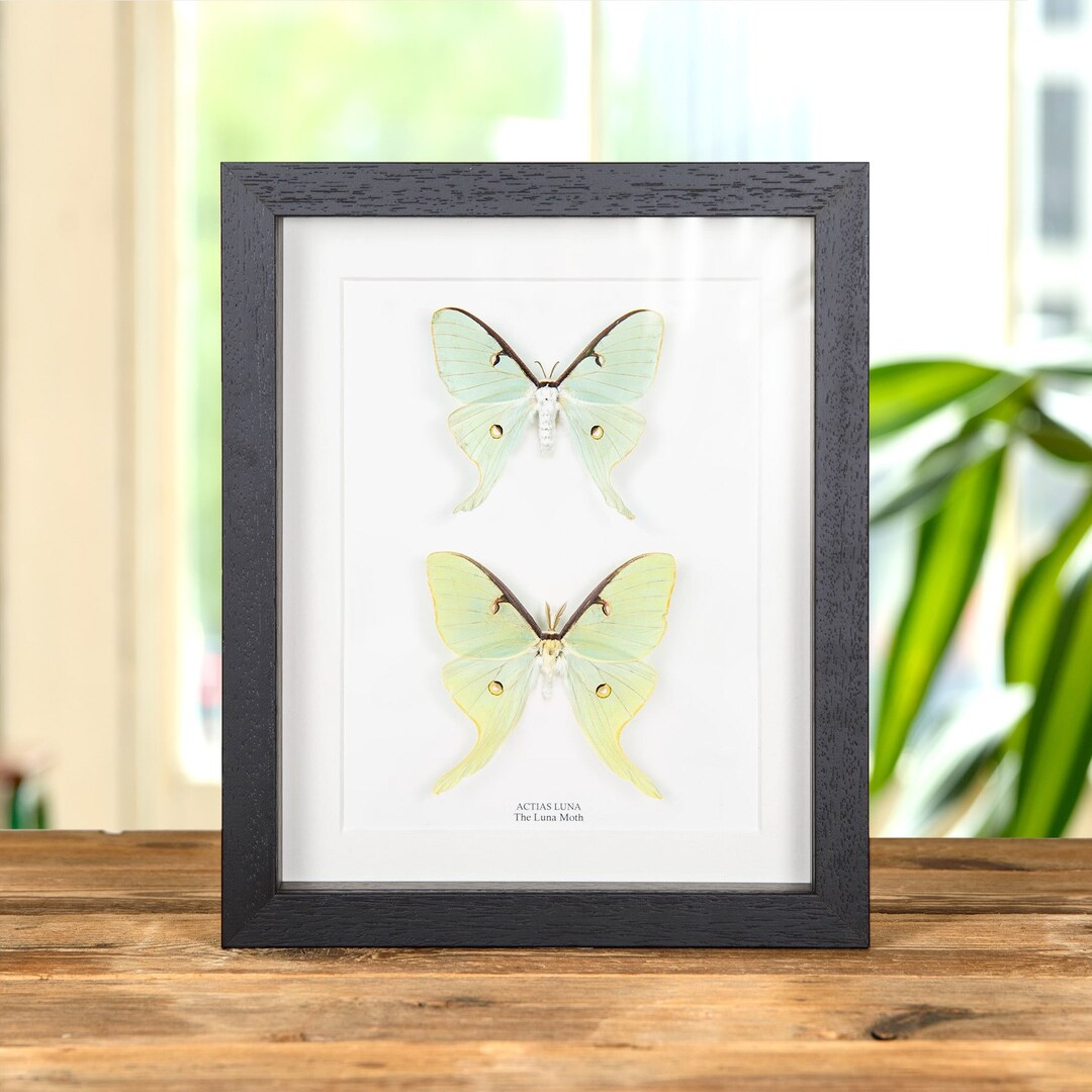 Luna Moth Male & Female Pair in Box Frame (actias Luna) - Etsy