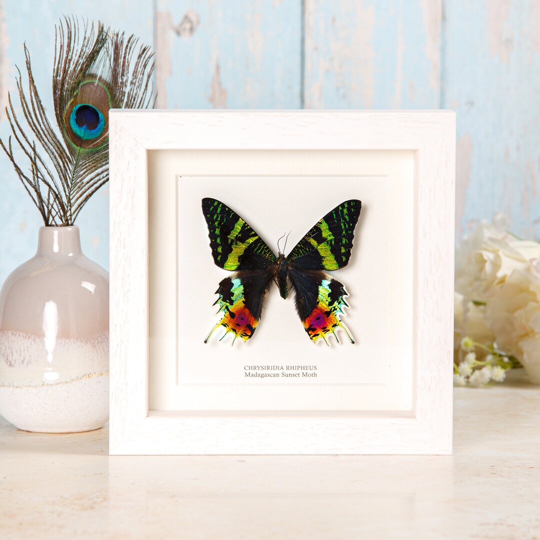 Madagascan Sunset Moth in Frame (chrysiridia Rhipheus) Real Moth Frame ...