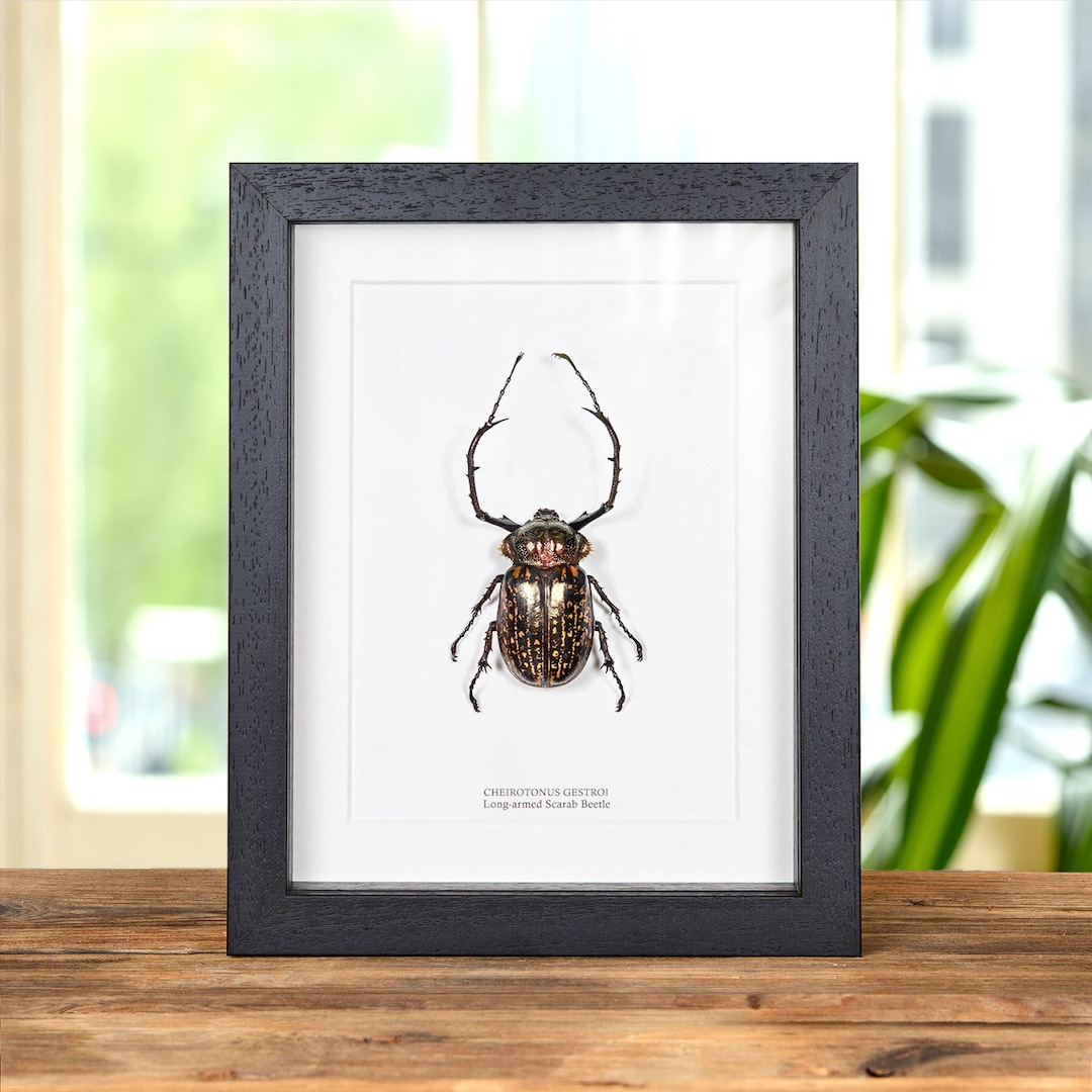 Long-armed Scarab Beetle in Box Frame (cheirotonus Gestroi) - Etsy
