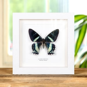 Alcides Orontes Moth in Box Frame From Maluku Islands - Etsy