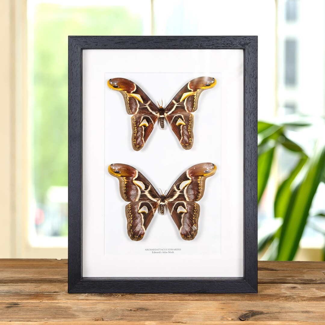 Edward's Atlas Moth Male & Female Pair in Box Frame (archaeoattacus ...