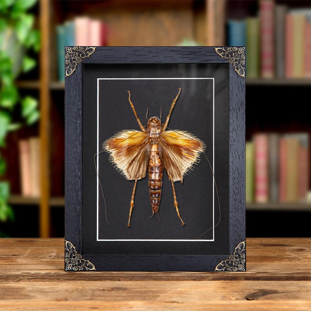 Rare Monster Predatory Obake Raspy Cricket in Baroque Style Frame (sia ...