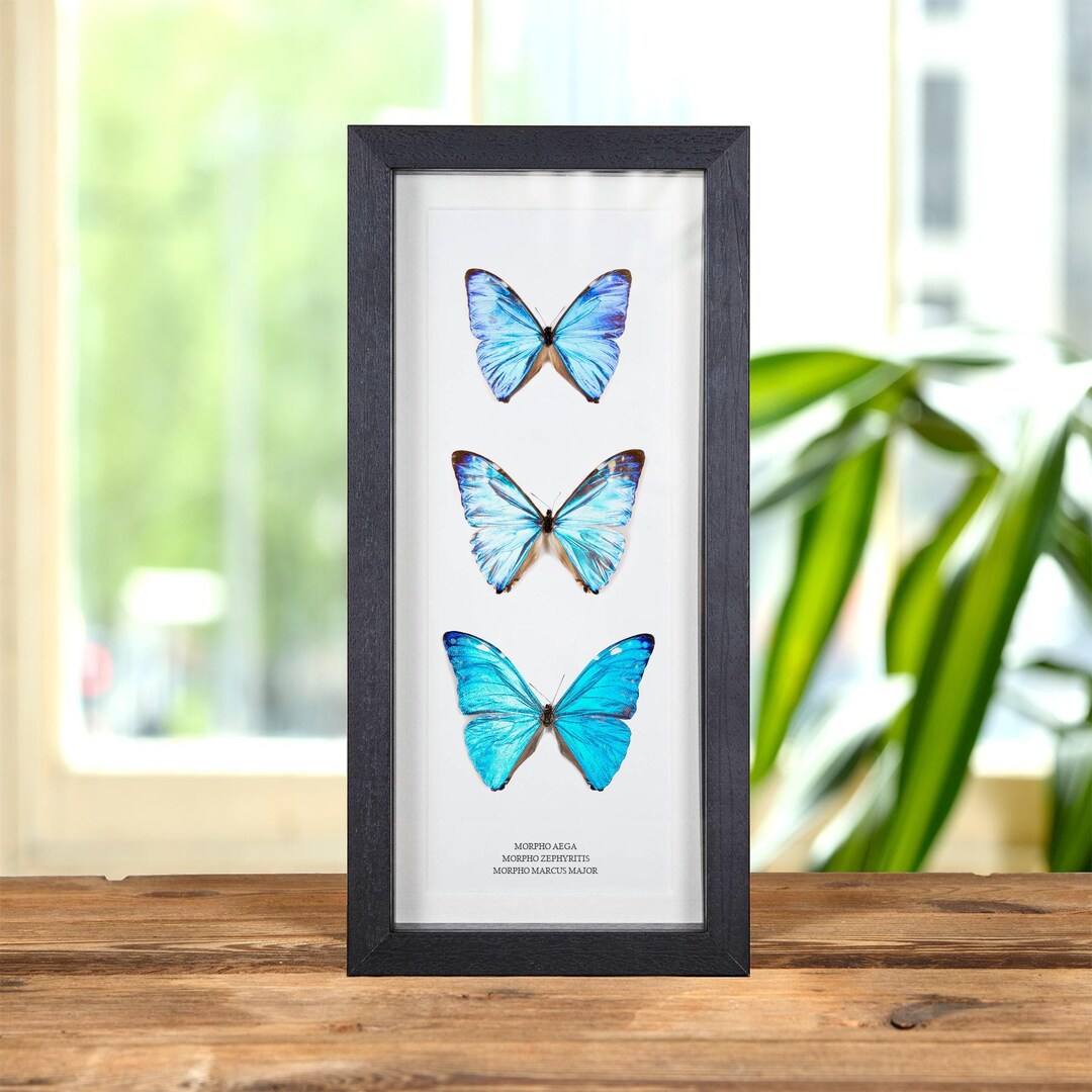 Multi Specimen Frame morpho Aega, Zephyritis & Marcus Major - Etsy