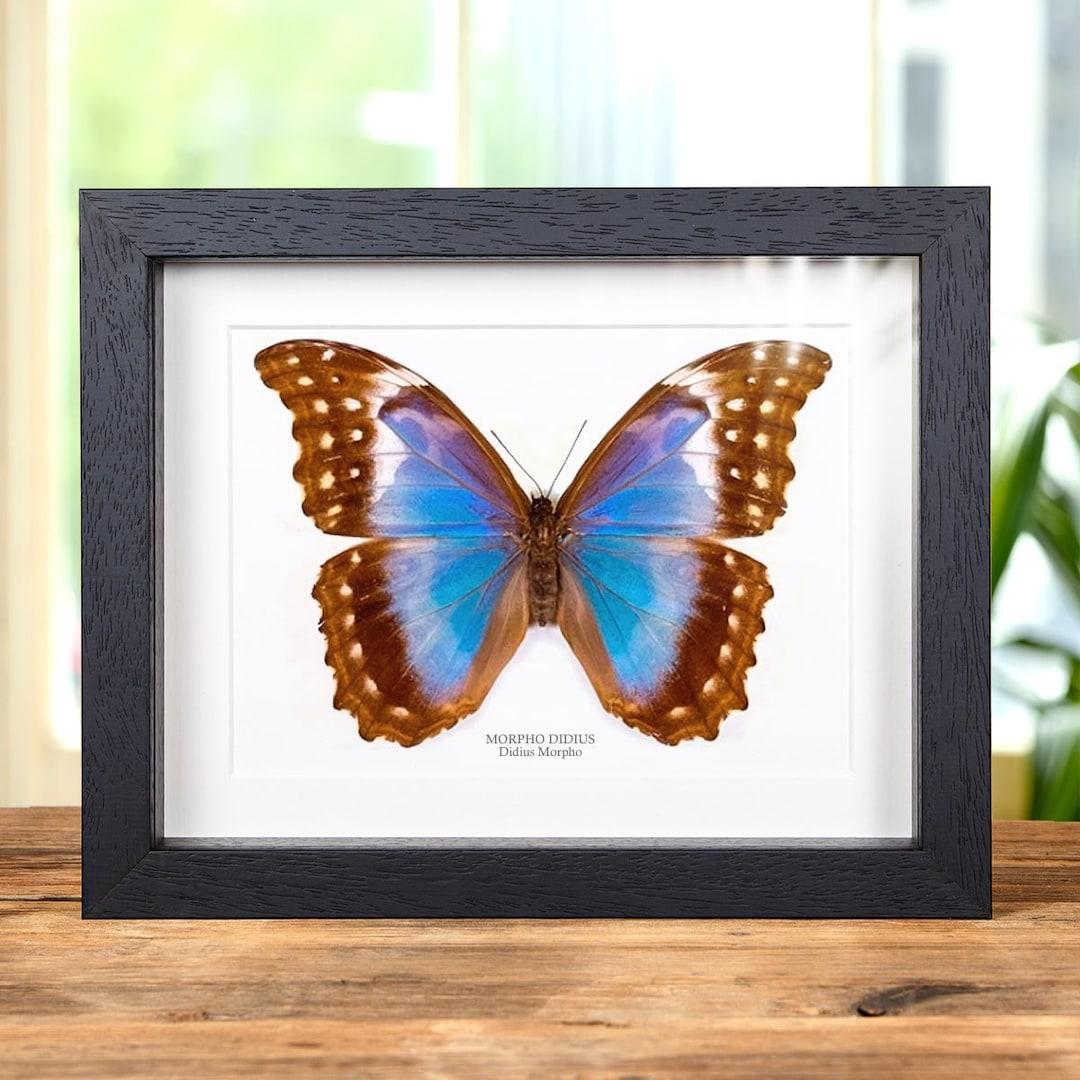 Female Giant Blue Morpho Butterfly in Box Frame (morpho Didius) - Etsy