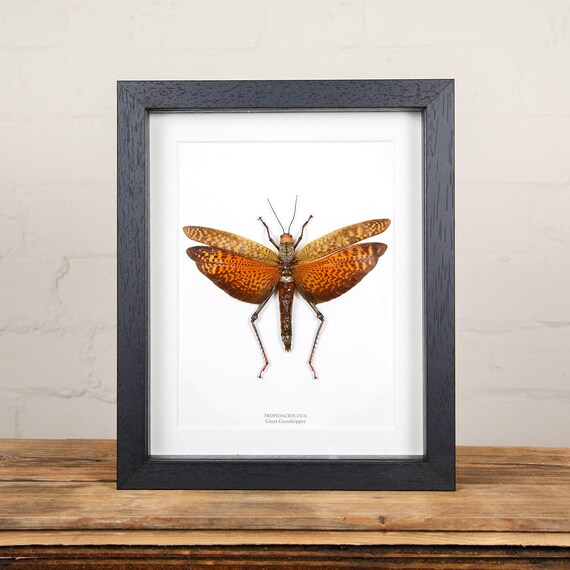 Giant Grasshopper Box Frame tropidacris Dux Real Insect | Etsy
