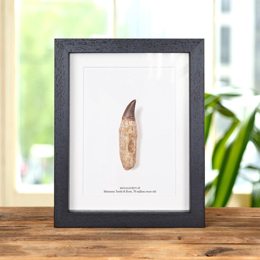 Small Mosasaur Tooth on Original Root in Box Frame (mosasaurus Sp) - Etsy