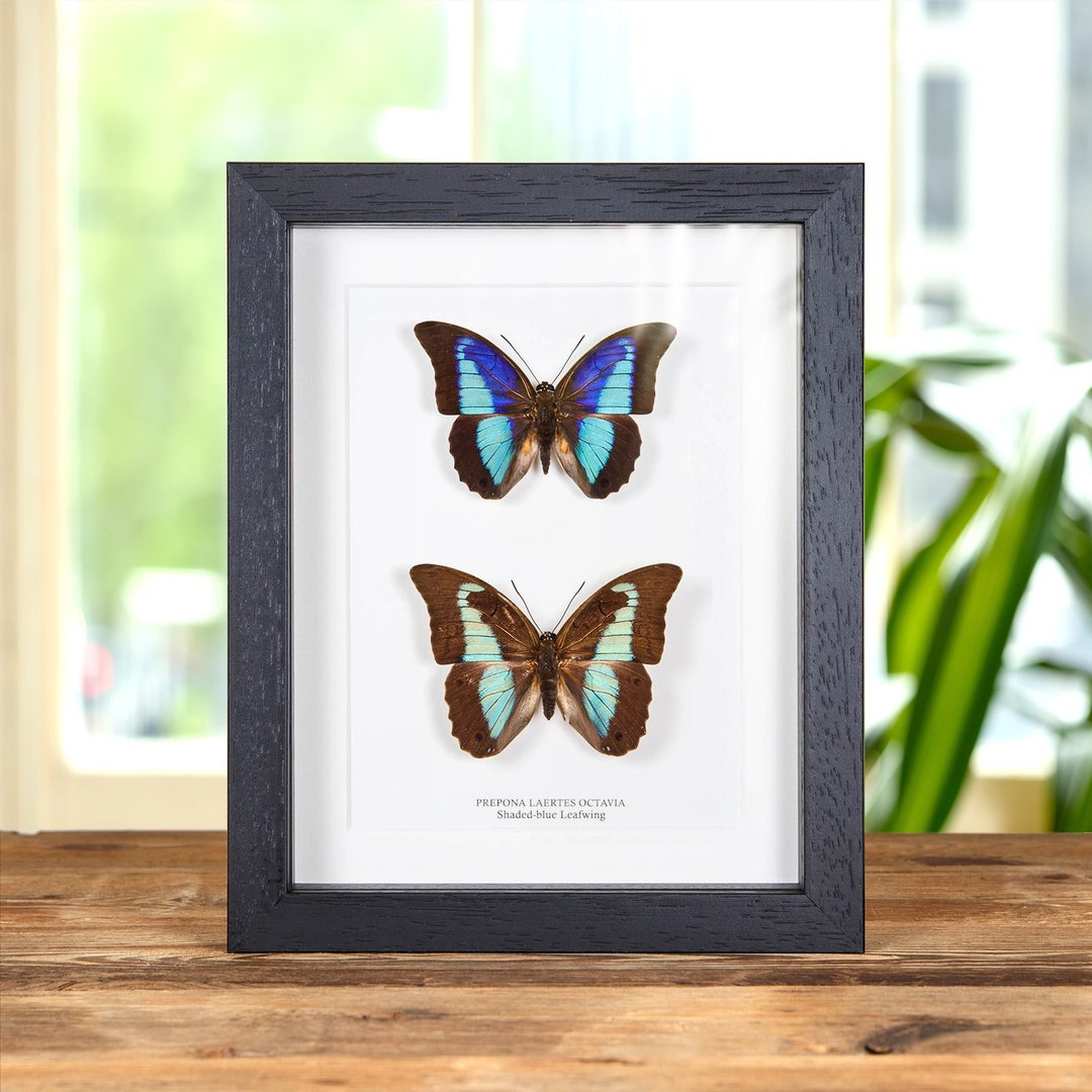 Shaded-blue Leafwing Male & Female Pair in Box Frame (prepona Laertes ...