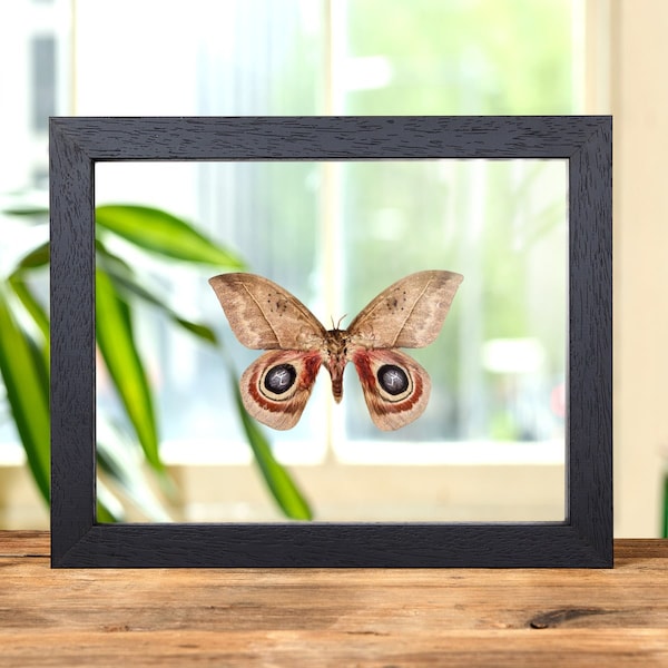 See Through Glass Box - Etsy Ireland