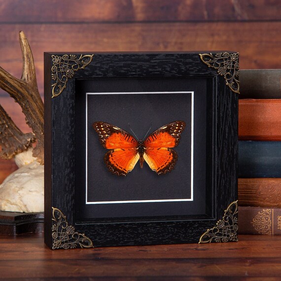 Real Cethosia biblis butterfly taxidermy shadow Box A1 specimen display ...