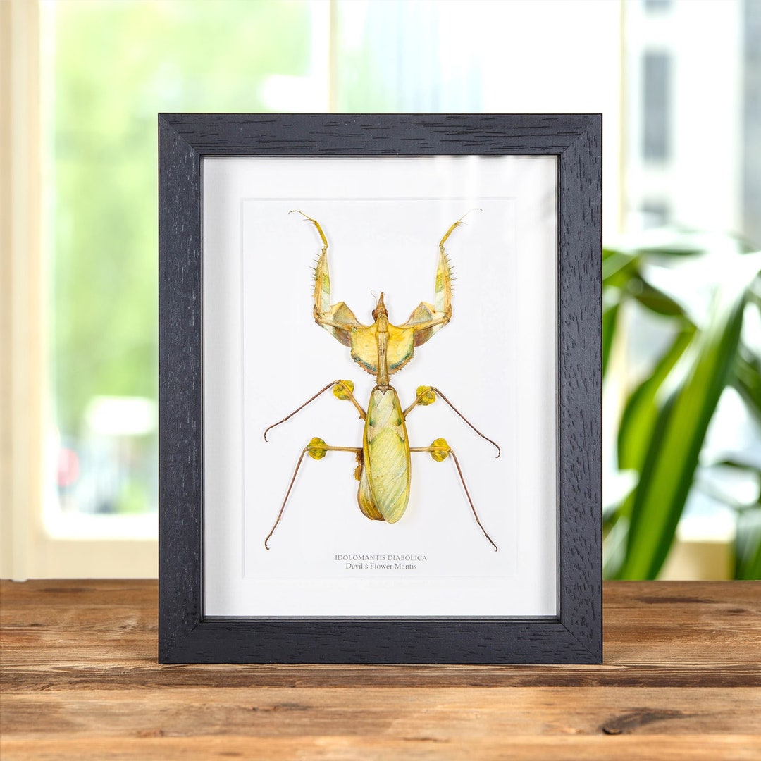 Devil's Flower Mantis in Box Frame idolomantis Diabolica - Etsy