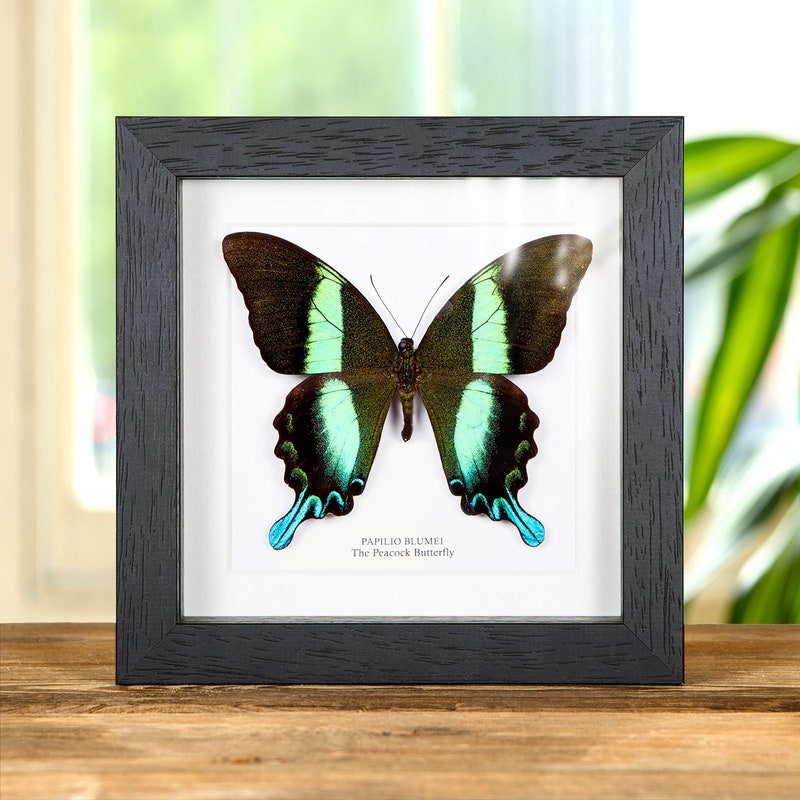 Real Butterfly Framed - Etsy