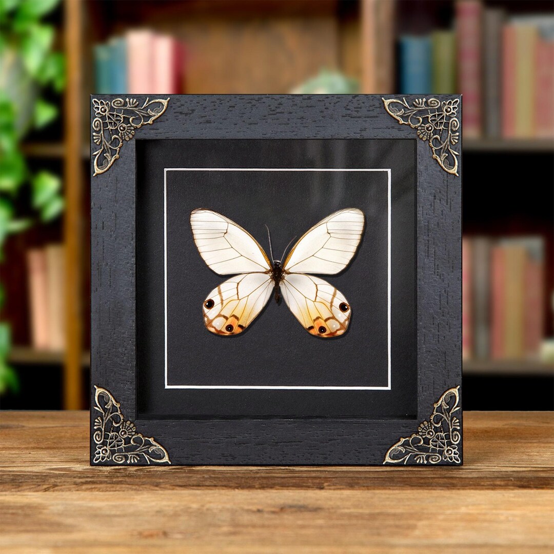 The Amber Phantom Butterfly in Baroque Style Frame (haetera Piera) - Etsy