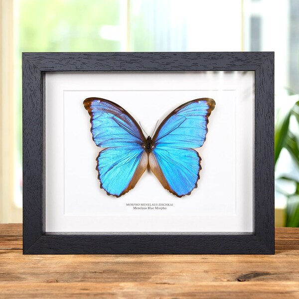 Blue Butterfly - Etsy