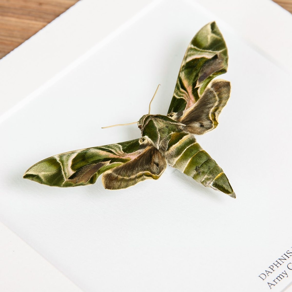 Taxidermy Army Green Moth Frame Moth Taxidermy Moth in - Etsy