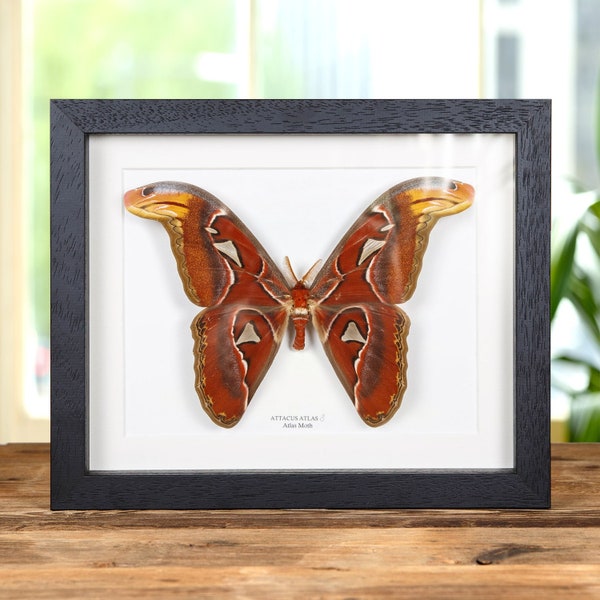 Moth in Frame - Etsy