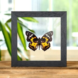 Eastern Courtier Butterfly in Clear Glass Frame sephisa Chandra - Etsy