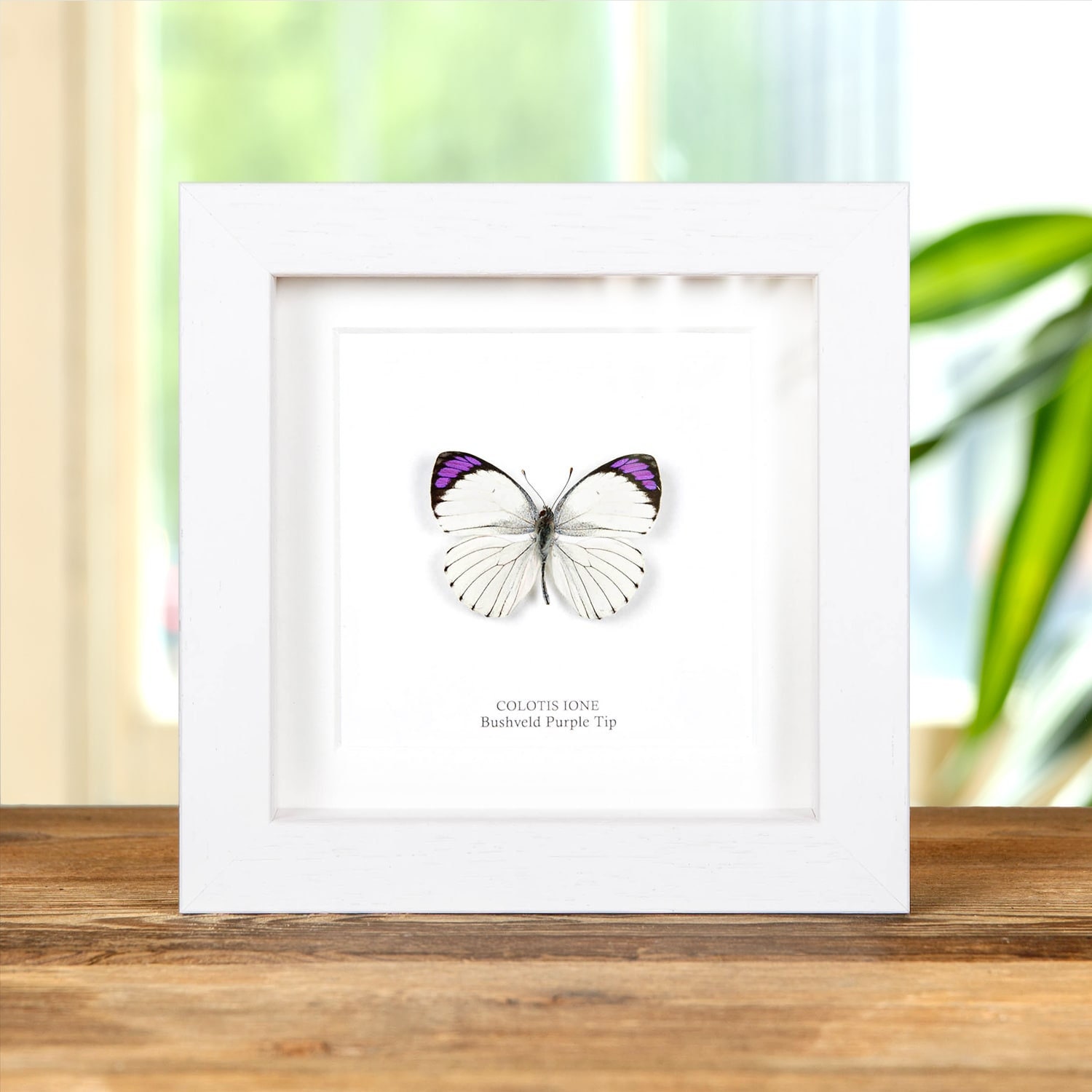 Bushveld Purple Tip Butterfly in Box Frame (colotis Ione) - Etsy UK