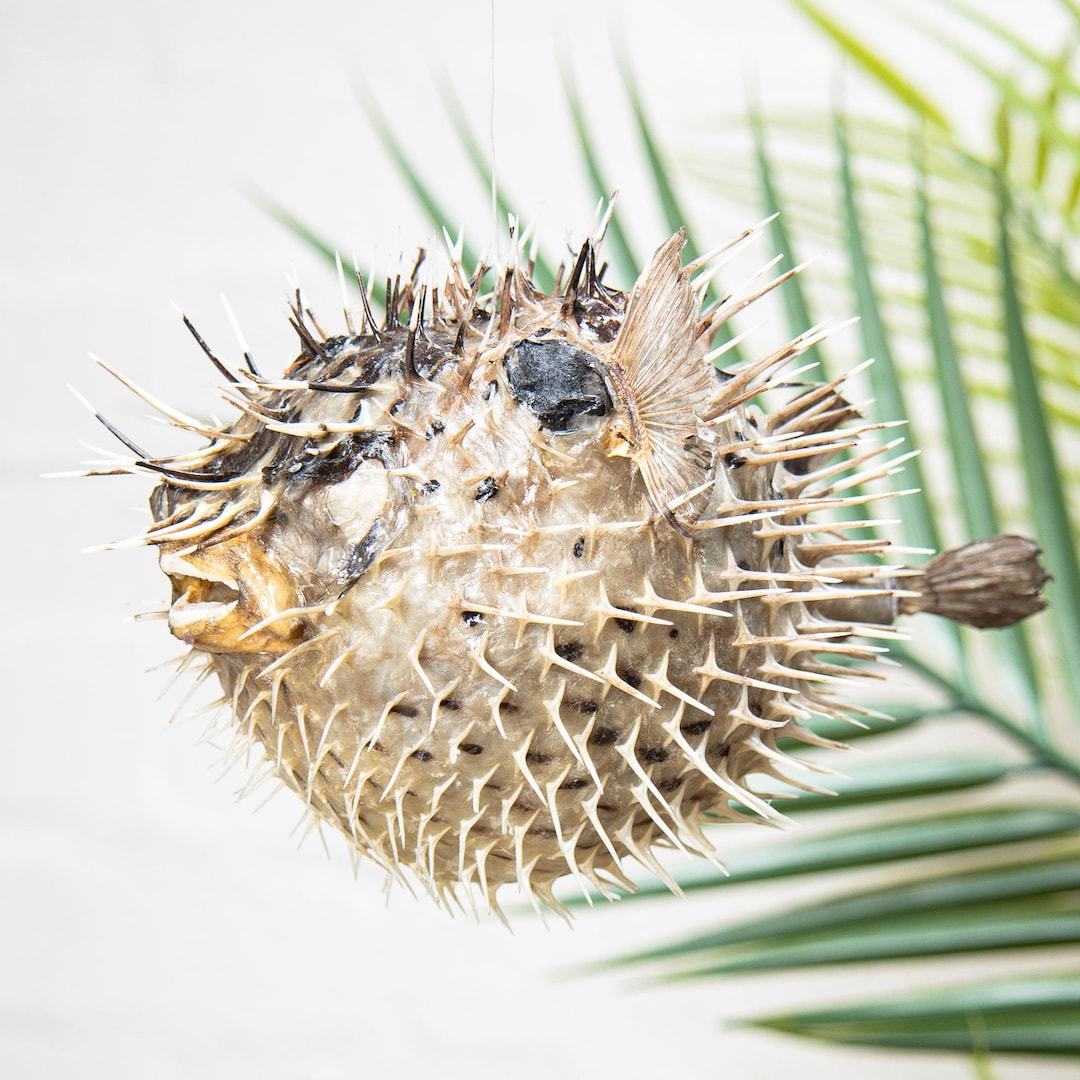 Taxidermy Hanging Puffer Fish on String (tetraodontidae Sp) - Etsy