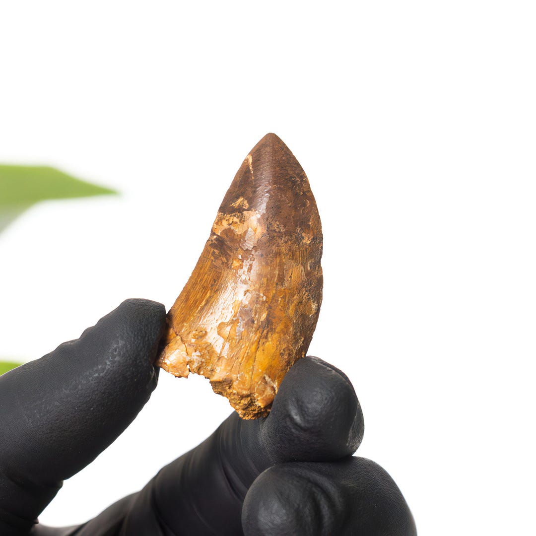 1.63 Inch "african T. Rex Type" Dinosaur Tooth Fossil ...