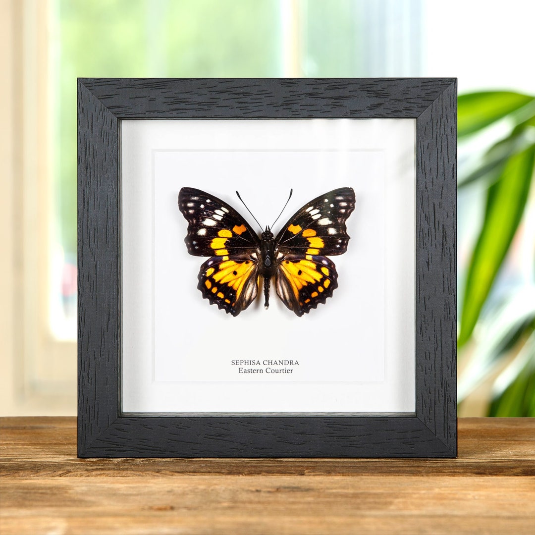Eastern Courtier Butterfly in Box Frame sephisa Chandra - Etsy UK