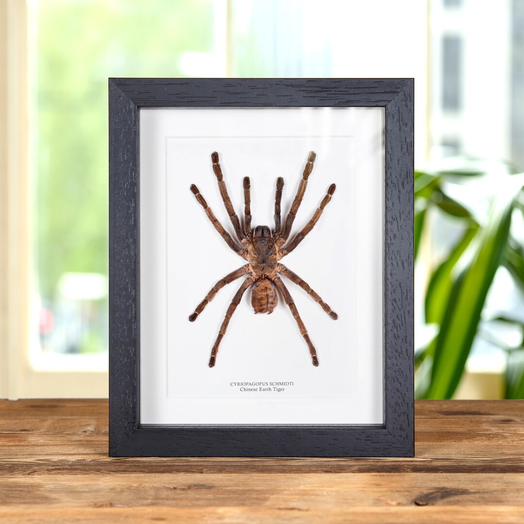 Chinese Earth Tiger Tarantula in Box Frame cyriopagopus Schmidti - Etsy