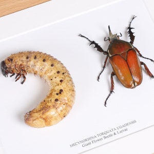 Giant Flower Beetle & Larvae in Box Frame (mecynorhina Torquata Ugandensis) - Etsy