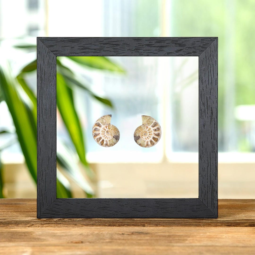 Small Ammonite Pair in Clear Glass Frame (cleoniceras Sp) - Etsy