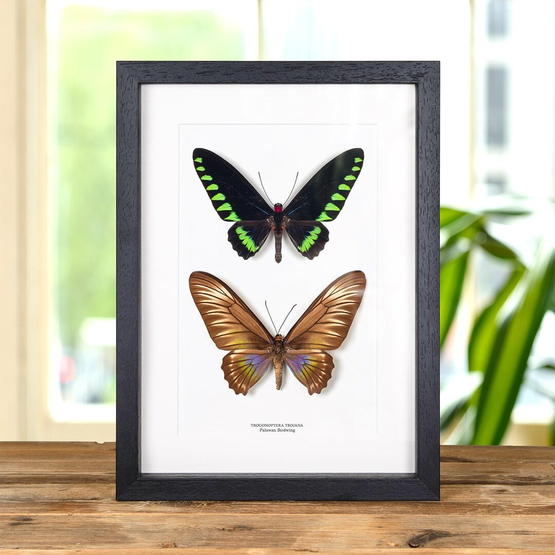 Palawan Birdwing Butterfly Male & Female Pair in Box Frame trogonoptera ...