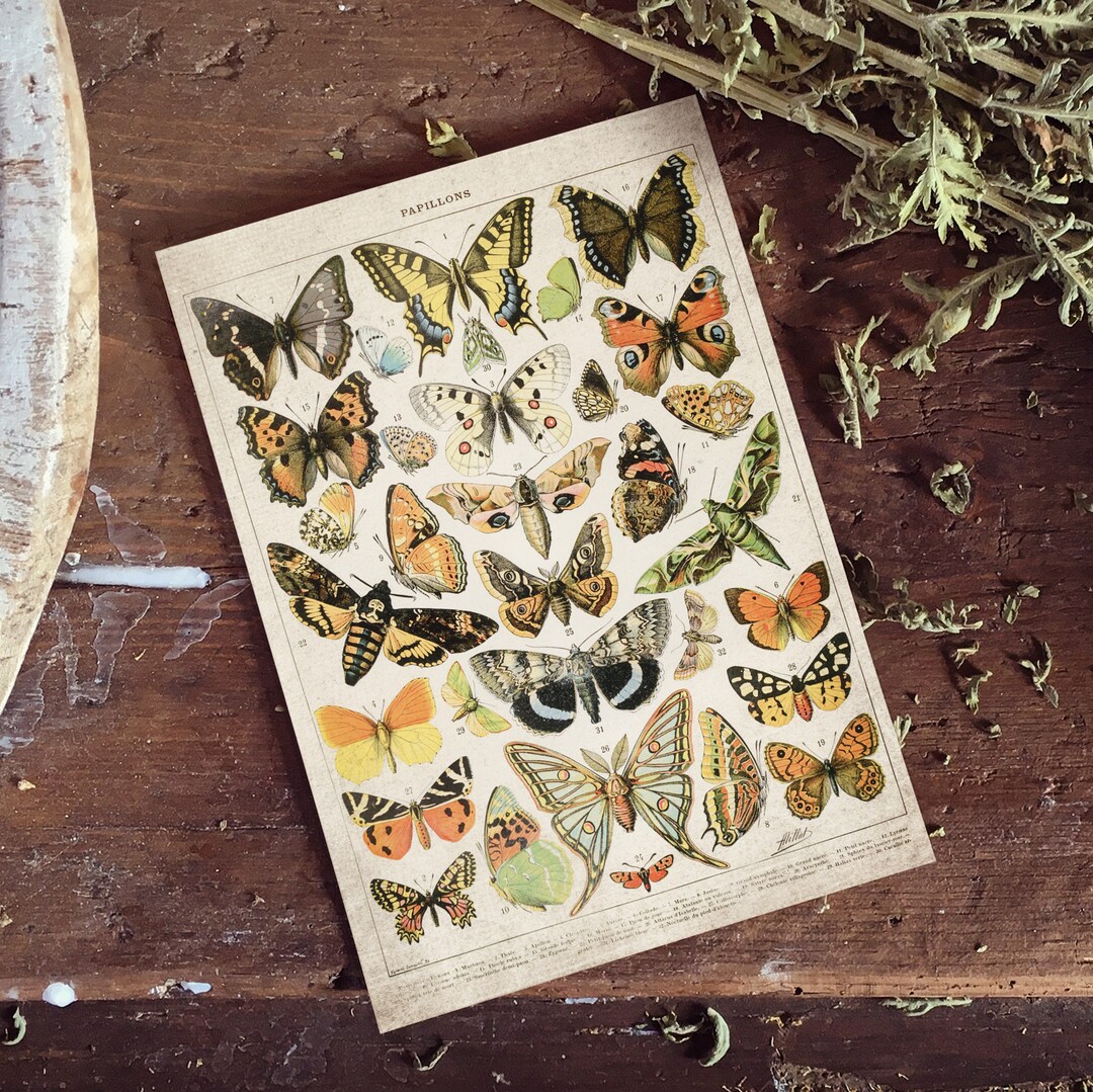 Antique Butterfly Art Print, Giclée Entomology Wall Art - Etsy