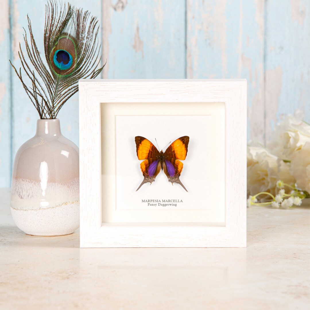 Pansy Daggerwing Butterfly Box Frame (marpesia Marcella) Butterfly Gift ...