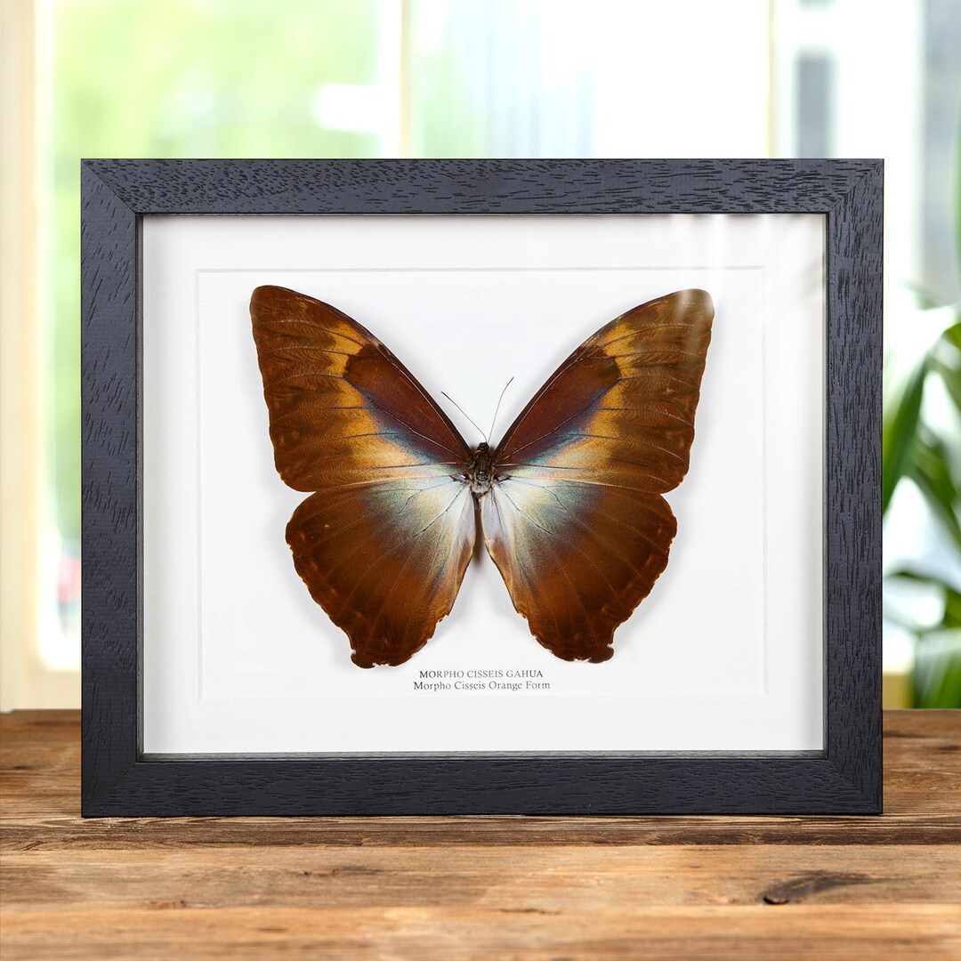 Morpho Cisseis Orange Form Butterfly in Box Frame (morpho Cisseis Gahua ...